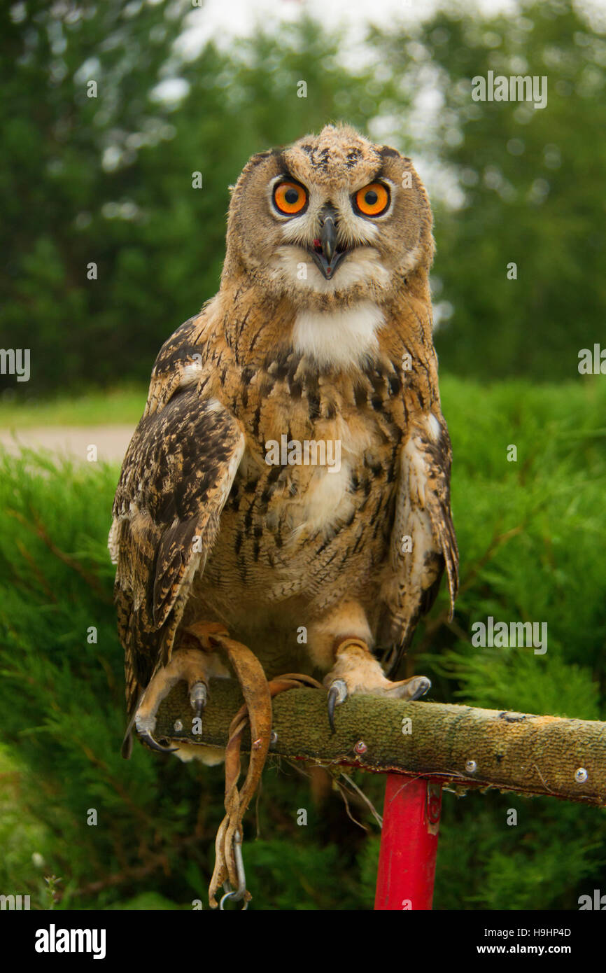 big owl seating on the branch Stock Photo - Alamy