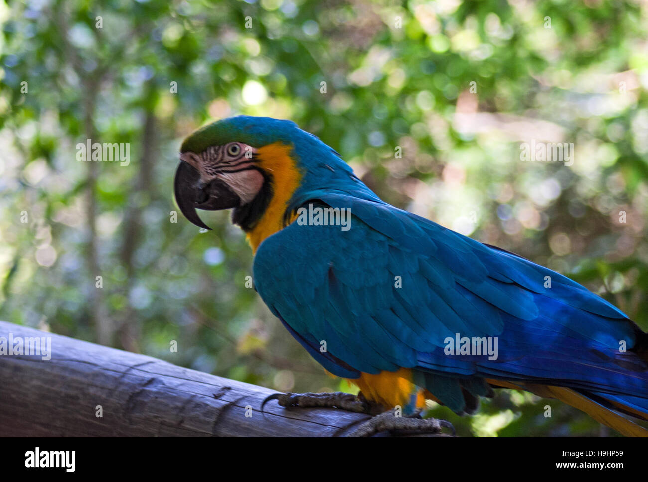 Blue and gold macaw Stock Photo - Alamy