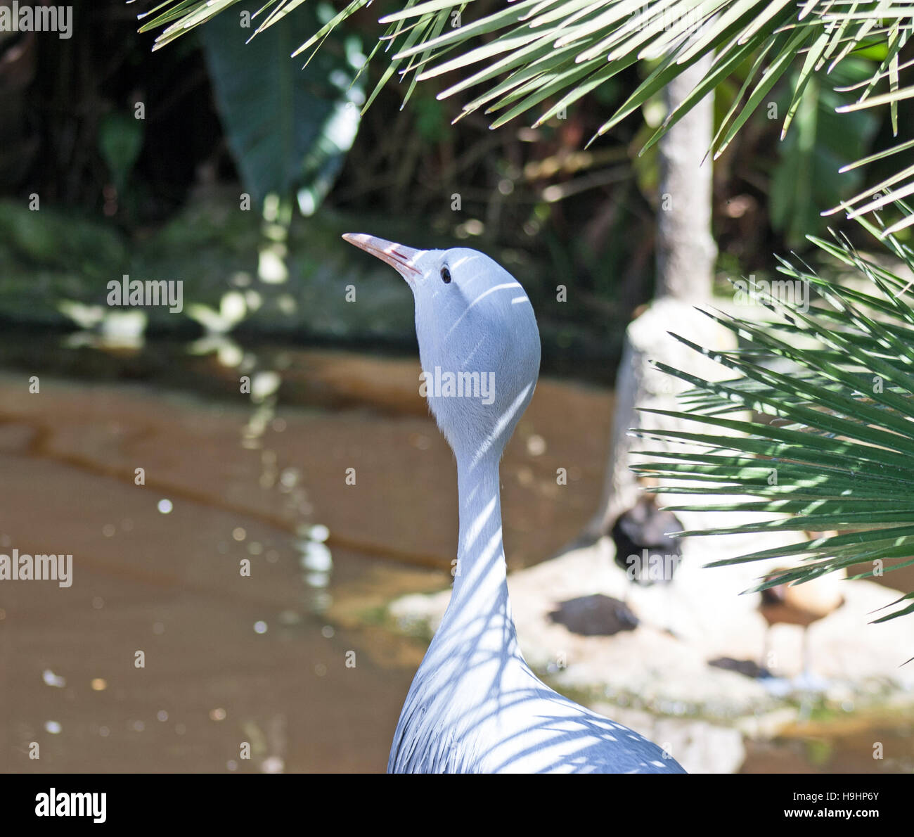 Blue crane bird hi-res stock photography and images - Alamy