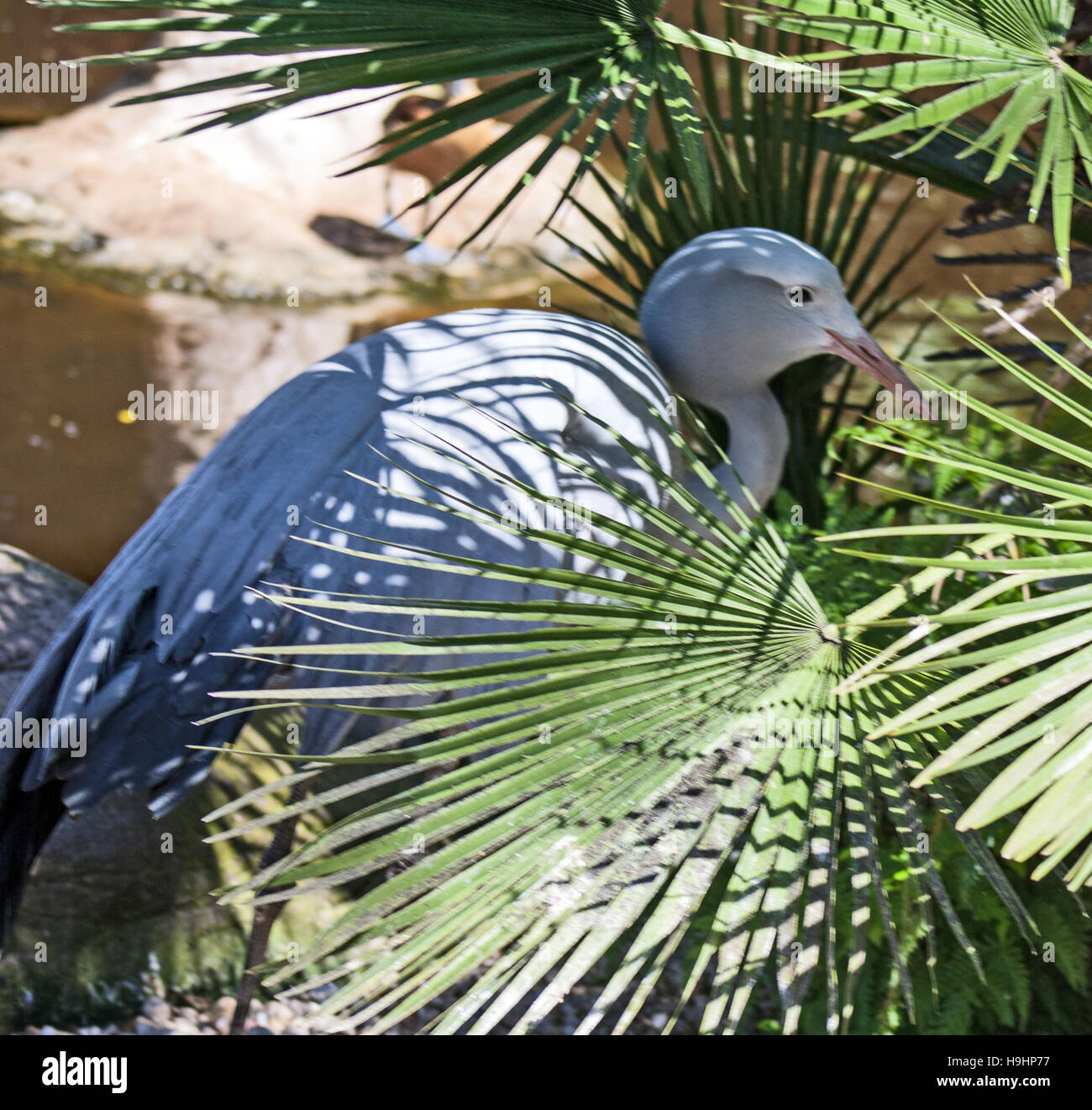 Blue crane bird hi-res stock photography and images - Alamy