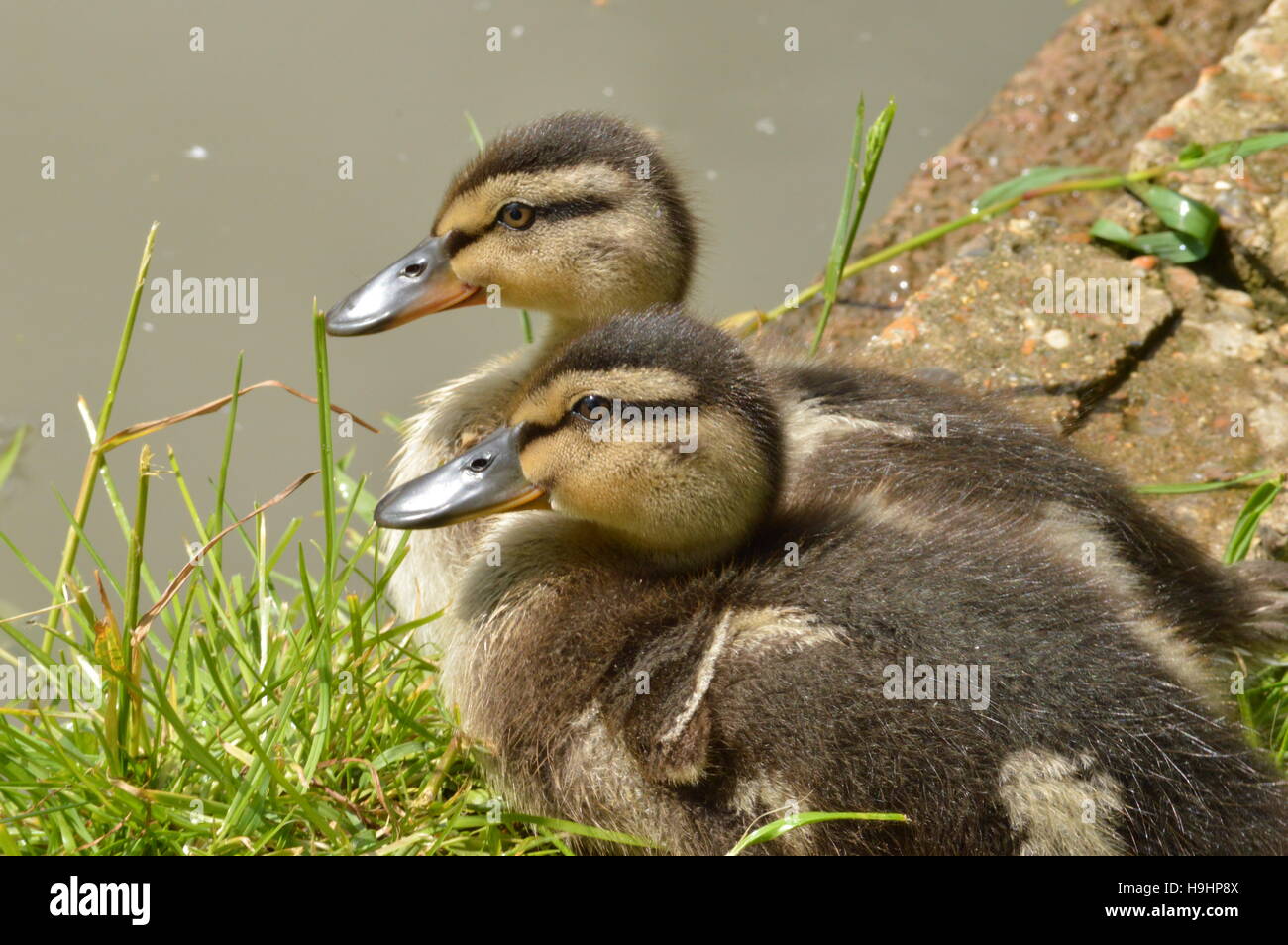 Two Beautiful baby ducks along the Grand Union Canal Stock Photo - Alamy