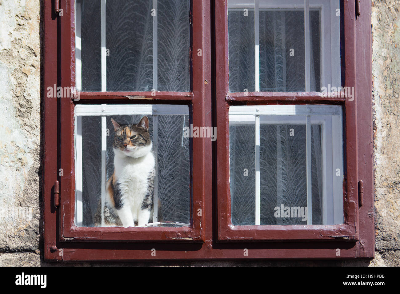 Cat looking outside through the red window Stock Photo - Alamy