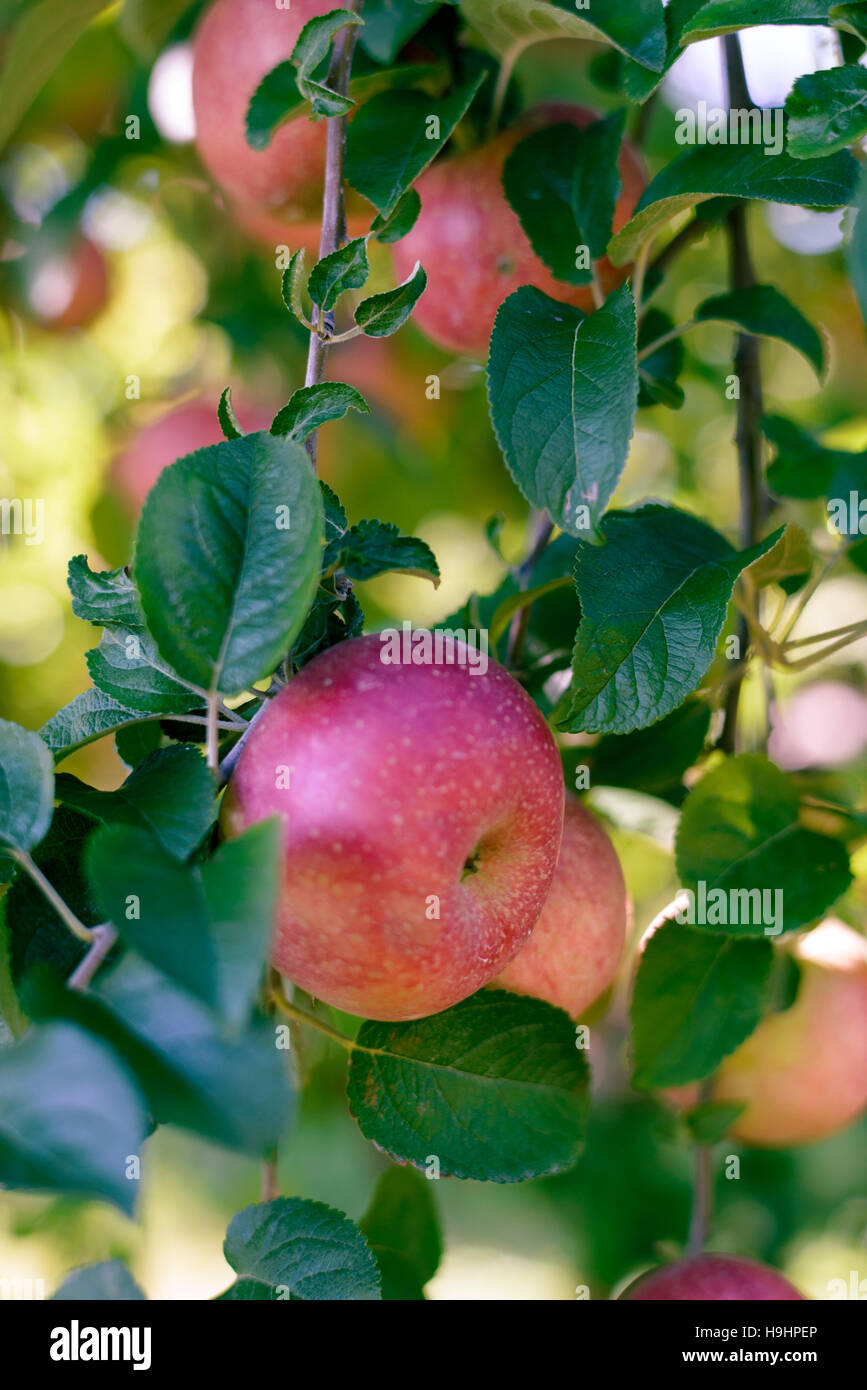 Apple on a tree Stock Photo - Alamy
