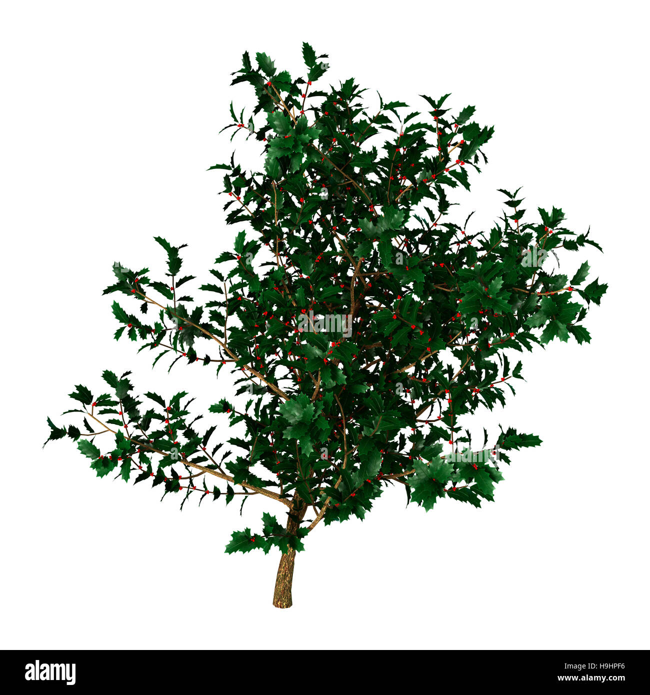 3D rendering a holly bush isolated on white background Stock Photo - Alamy