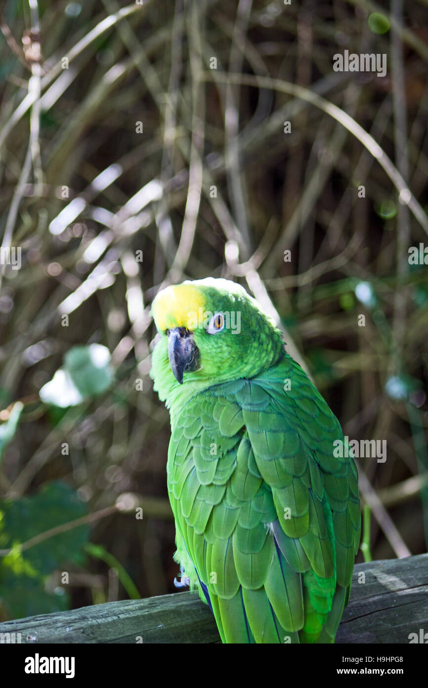 Yellow crowned amazon Stock Photo - Alamy