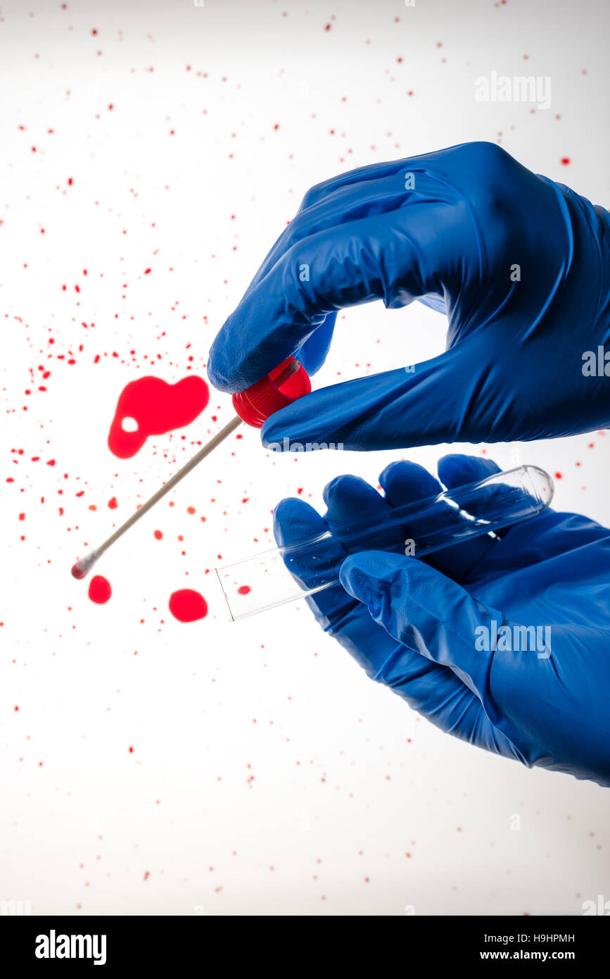 Forensic technician taking DNA sample from blood stain with cotton swab ...