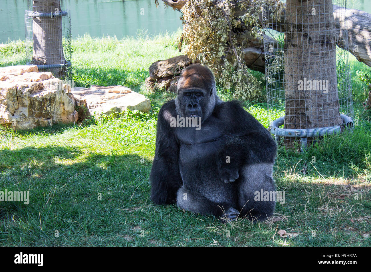 Italy, Apulia, Fasano, Zoo Safari Fasanolandia, gorilla Stock Photo - Alamy
