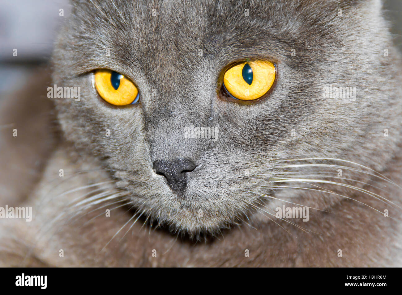 Photo of cat portrait with yellow eyes Stock Photo - Alamy
