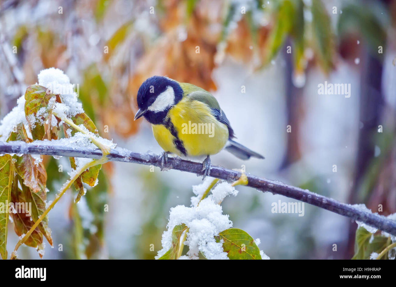 great titmouse on a snow branch Stock Photo - Alamy