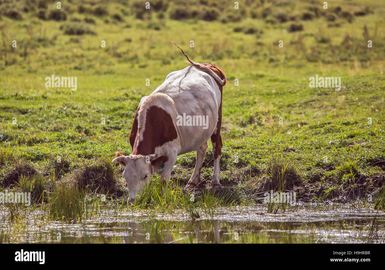 Young cows on a watering place Stock Photo - Alamy