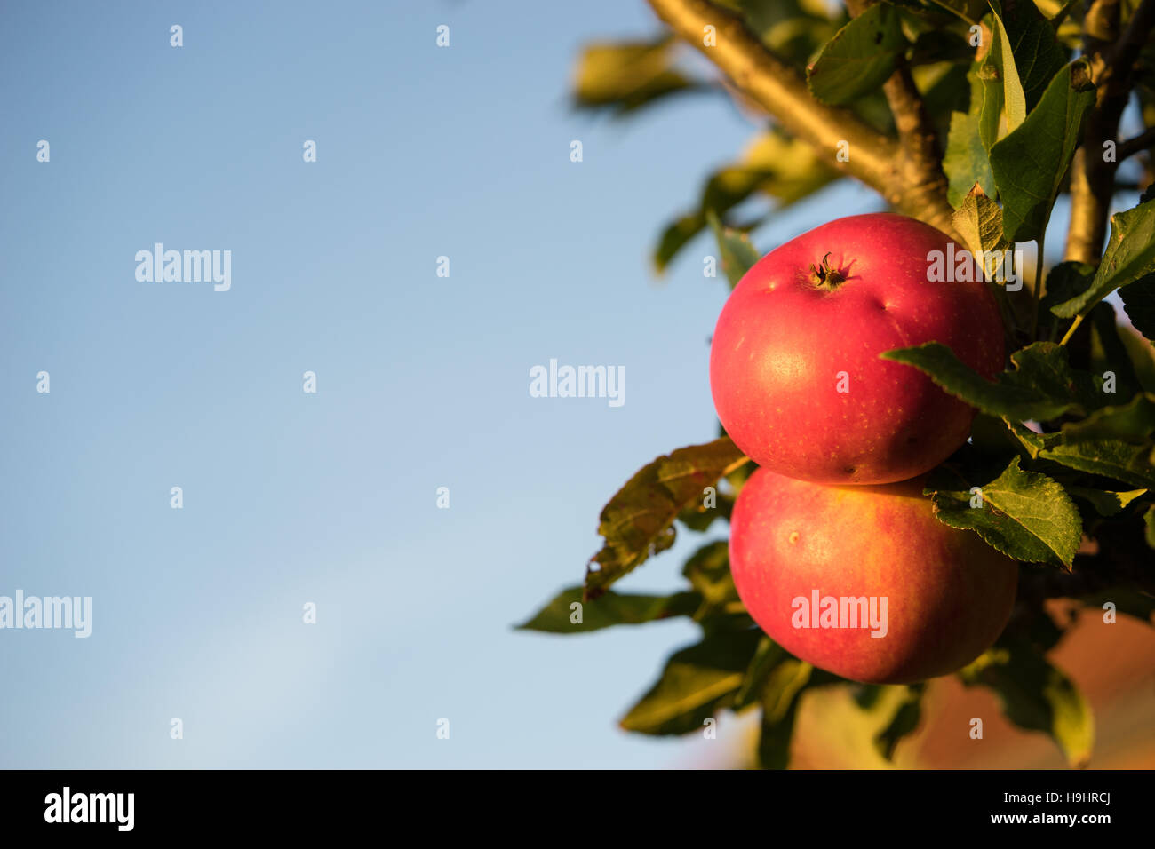 Picking ripe red apples hanging on the tree ready for autumn harvest ...