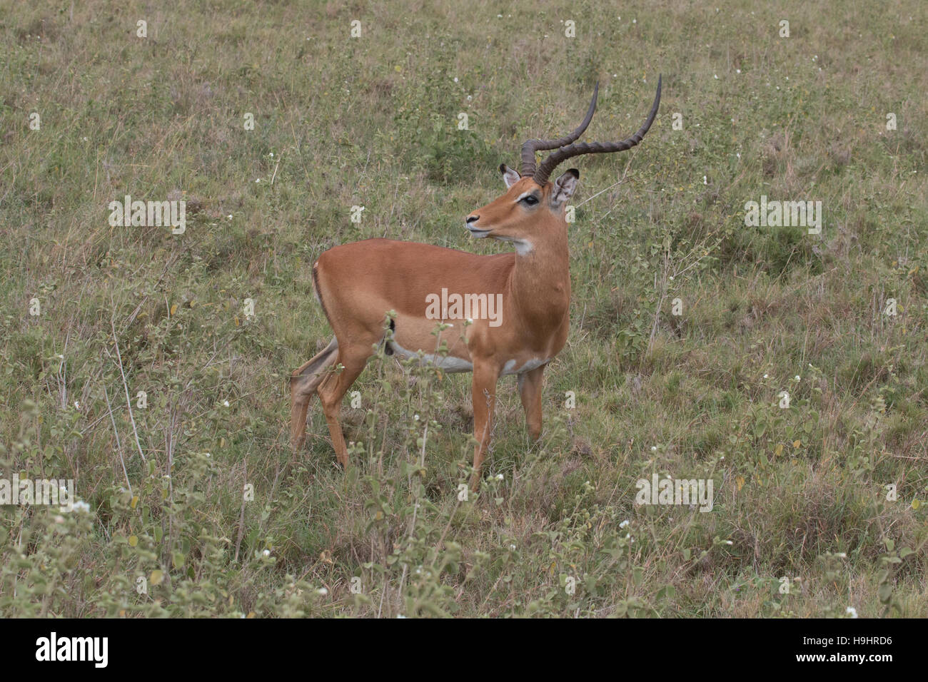 African antelope with curved horns hi-res stock photography and images ...