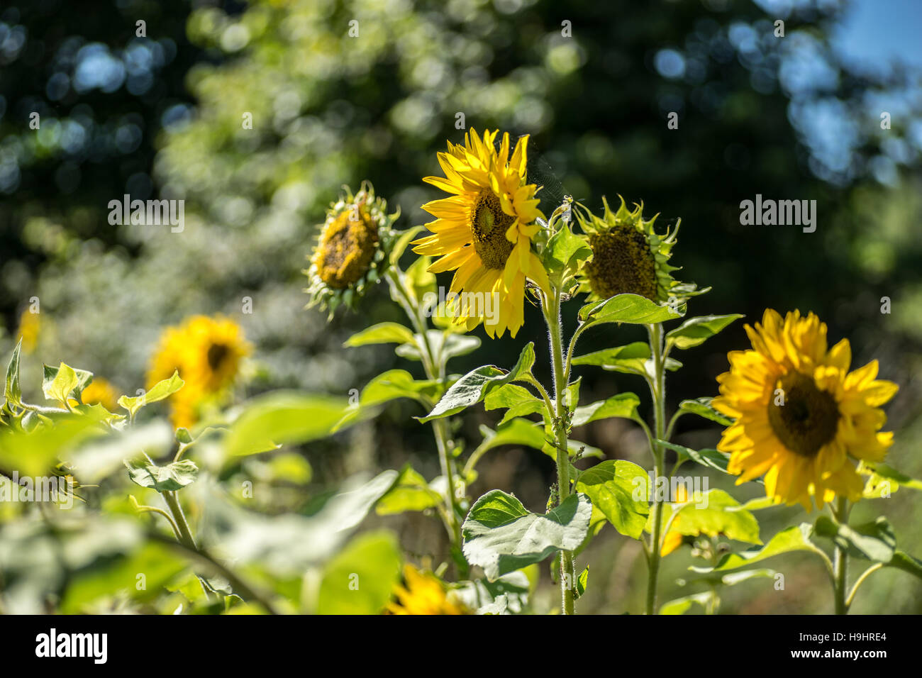 Sunflowers in full bloom in the sunshine Stock Photo - Alamy