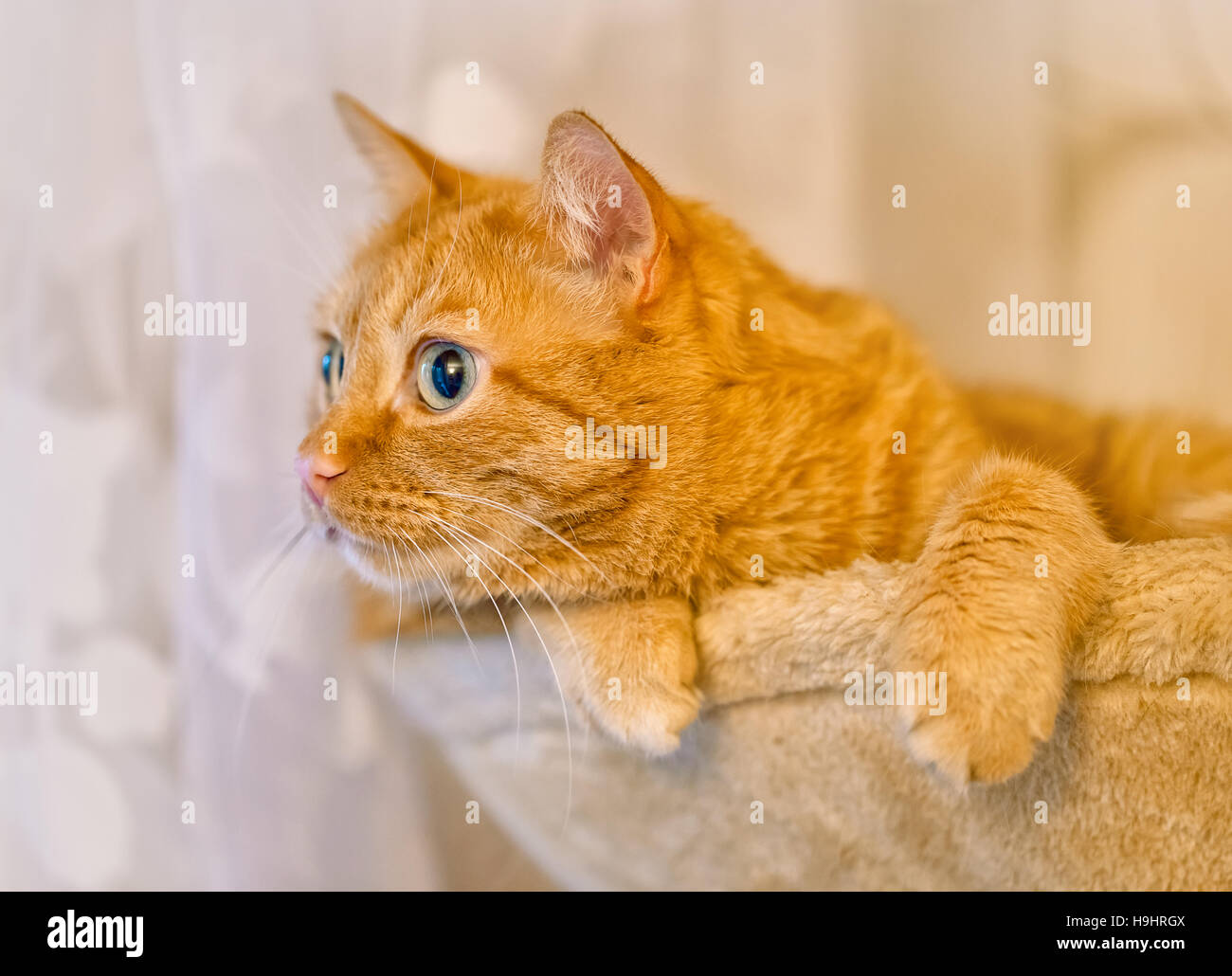 Sleepy ginger cat lazily lying in a hammock Stock Photo - Alamy
