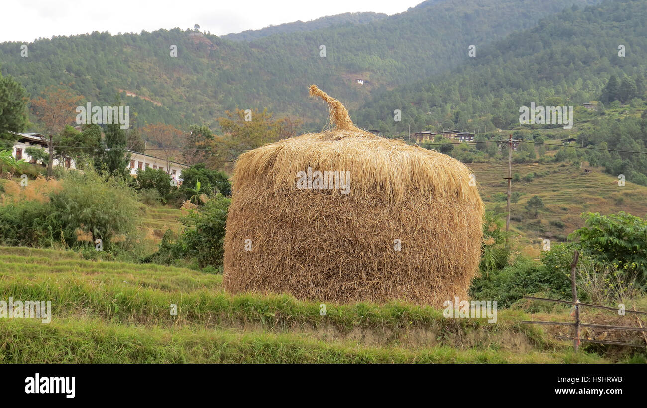 BHUTAN Haystacks near Punaka.Photo Tony Gale Stock Photo - Alamy
