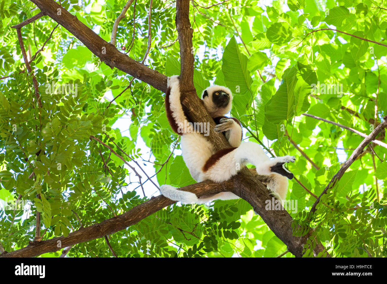 Madagascar, Ankarafantsika, sifaka lemur on tree branch Stock Photo - Alamy