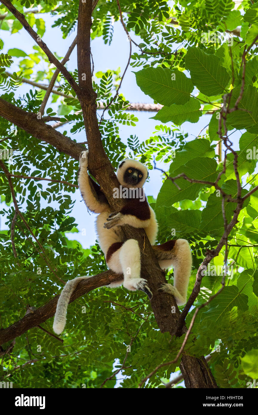 Madagascar, Ankarafantsika, sifaka lemur on tree branch Stock Photo - Alamy