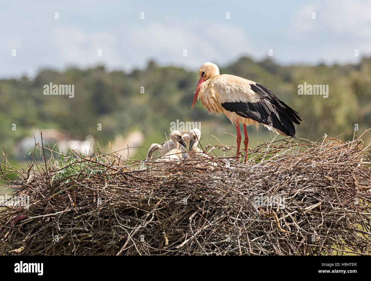 White stork nesting portugal hi-res stock photography and images - Alamy