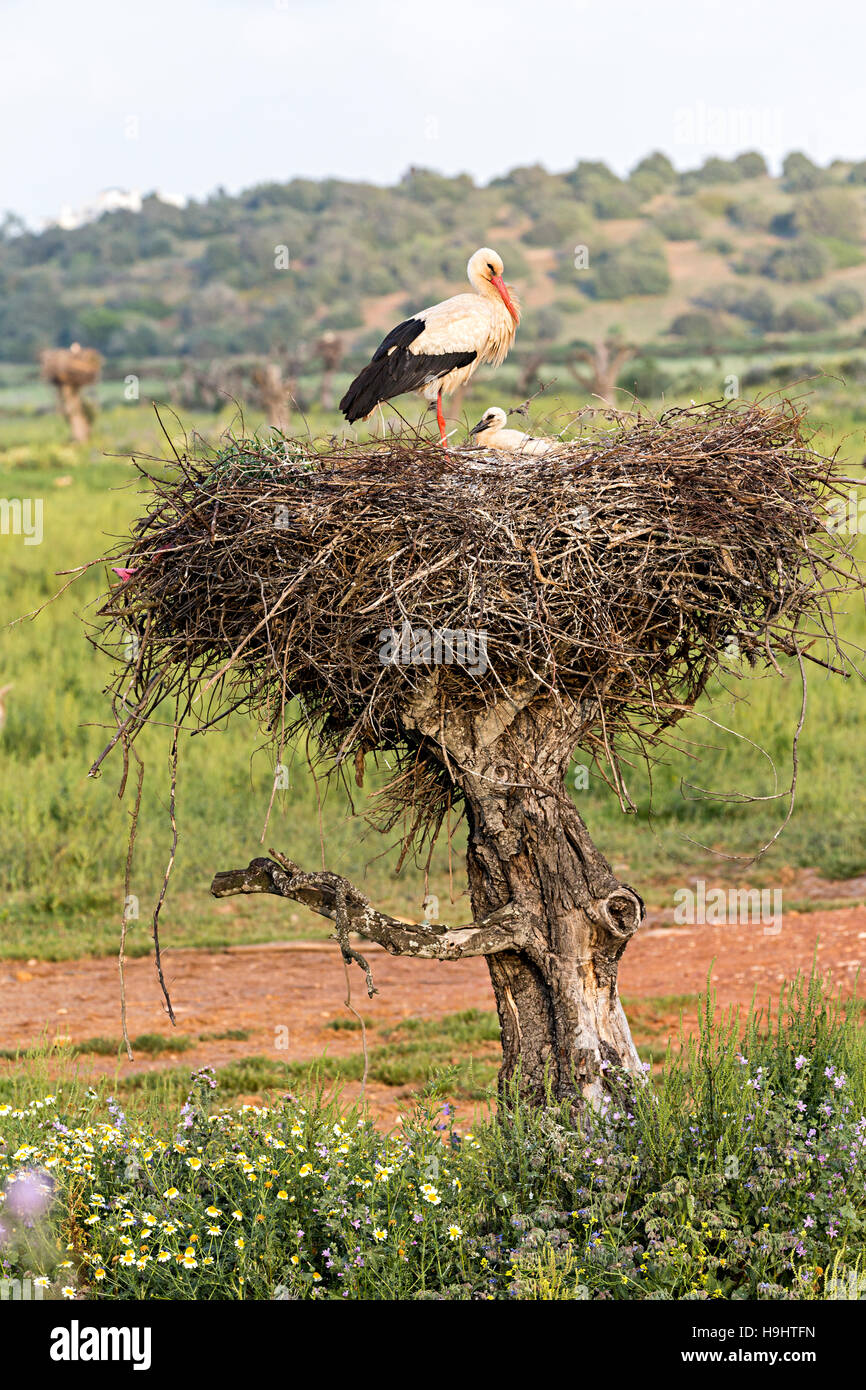 White stork Ciconia ciconia on nest, Algarve, Portugal, Europe Stock ...