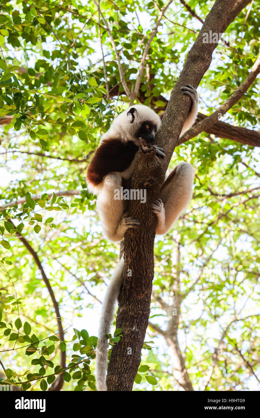 Madagascar, Ankarafantsika, sifaka lemur on tree branch Stock Photo - Alamy