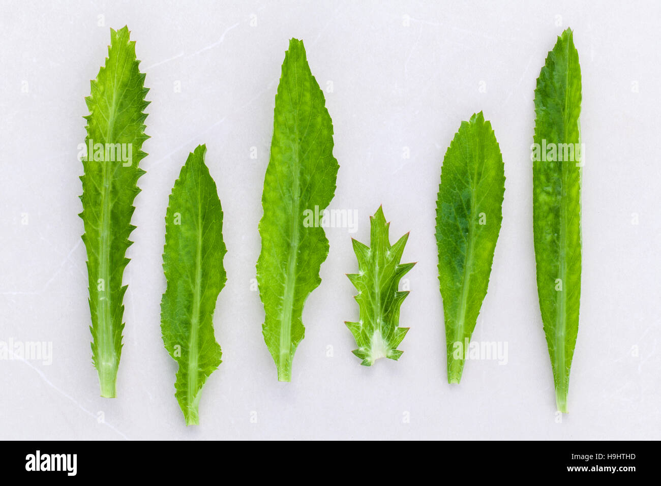 Sawtooth coriander hi-res stock photography and images - Alamy