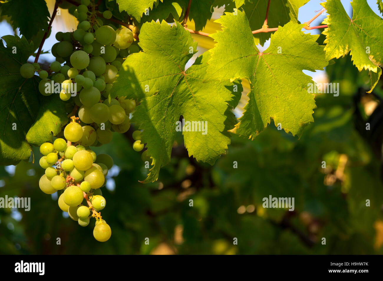 Bunch of ripe grapes illuminated by the rising sun Stock Photo - Alamy