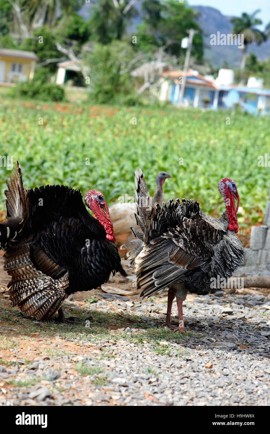 Turkey's on the streets of Havana, Cuba Stock Photo - Alamy