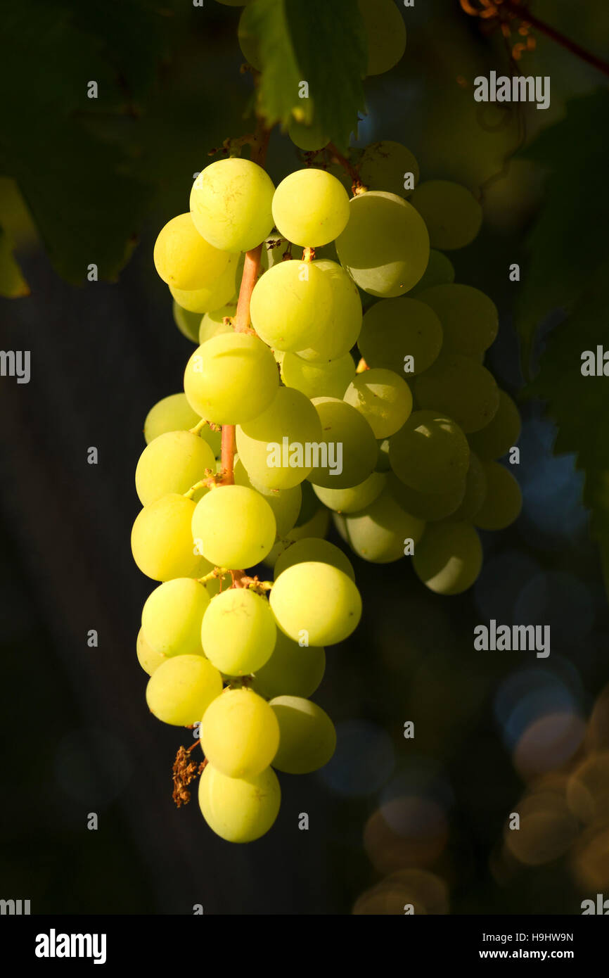 Bunch of ripe grapes illuminated by the rising sun Stock Photo - Alamy