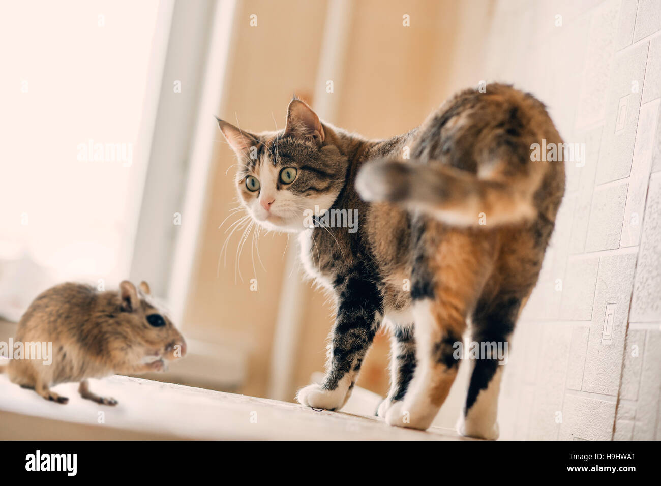 Cat playing with little gerbil mouse on the table. Natural light Stock ...