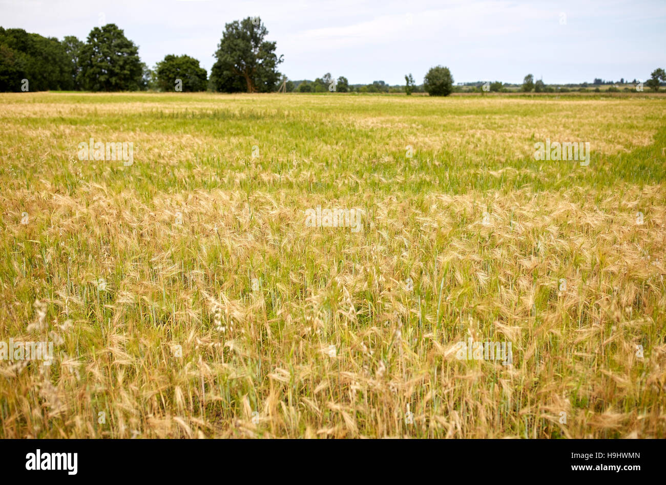 cereal field with spikelets of ripe rye or wheat Stock Photo - Alamy