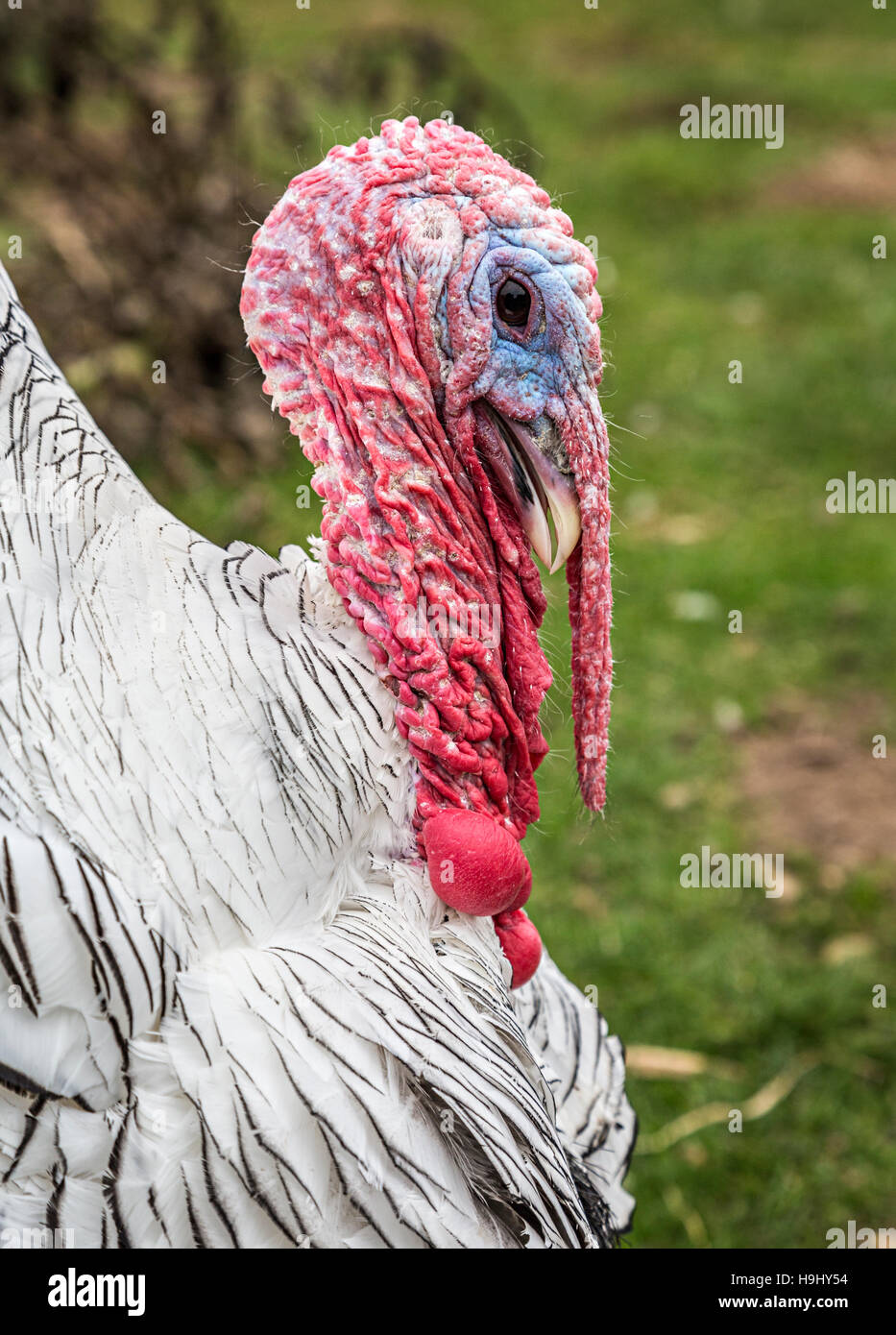Turkey on farm, UK Stock Photo - Alamy
