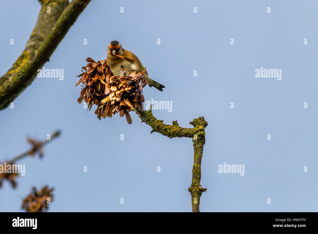 Seed eating birds of the uk hi-res stock photography and images - Alamy
