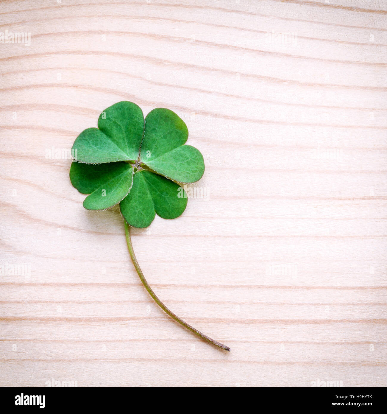 4 leaf clover hi-res stock photography and images - Alamy