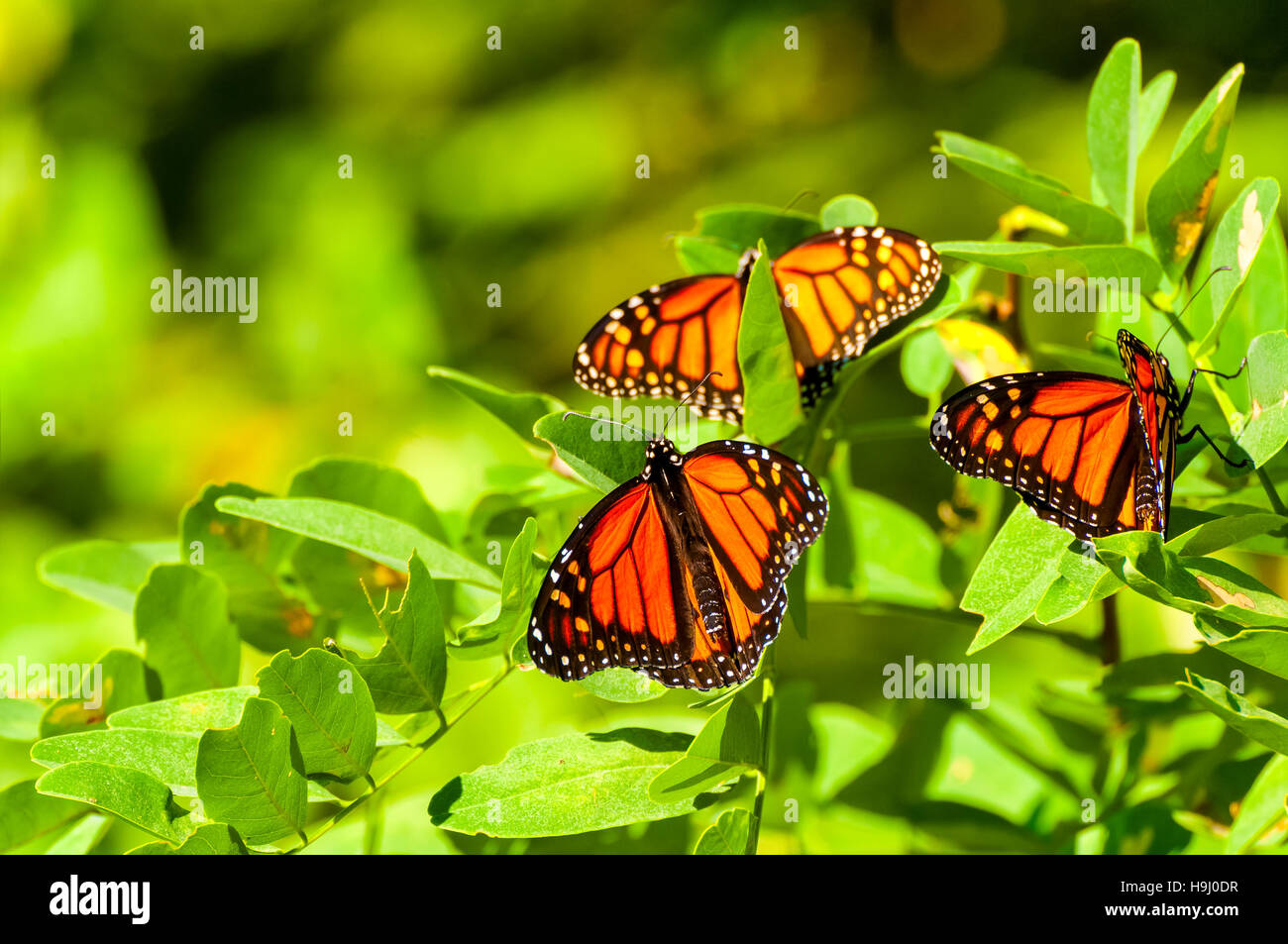 Monarch cluster hi-res stock photography and images - Alamy