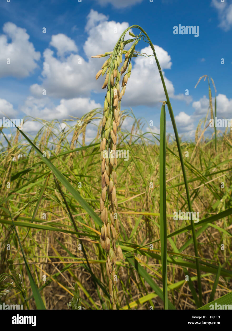 Closeup ear of rice on blue sky Stock Photo - Alamy