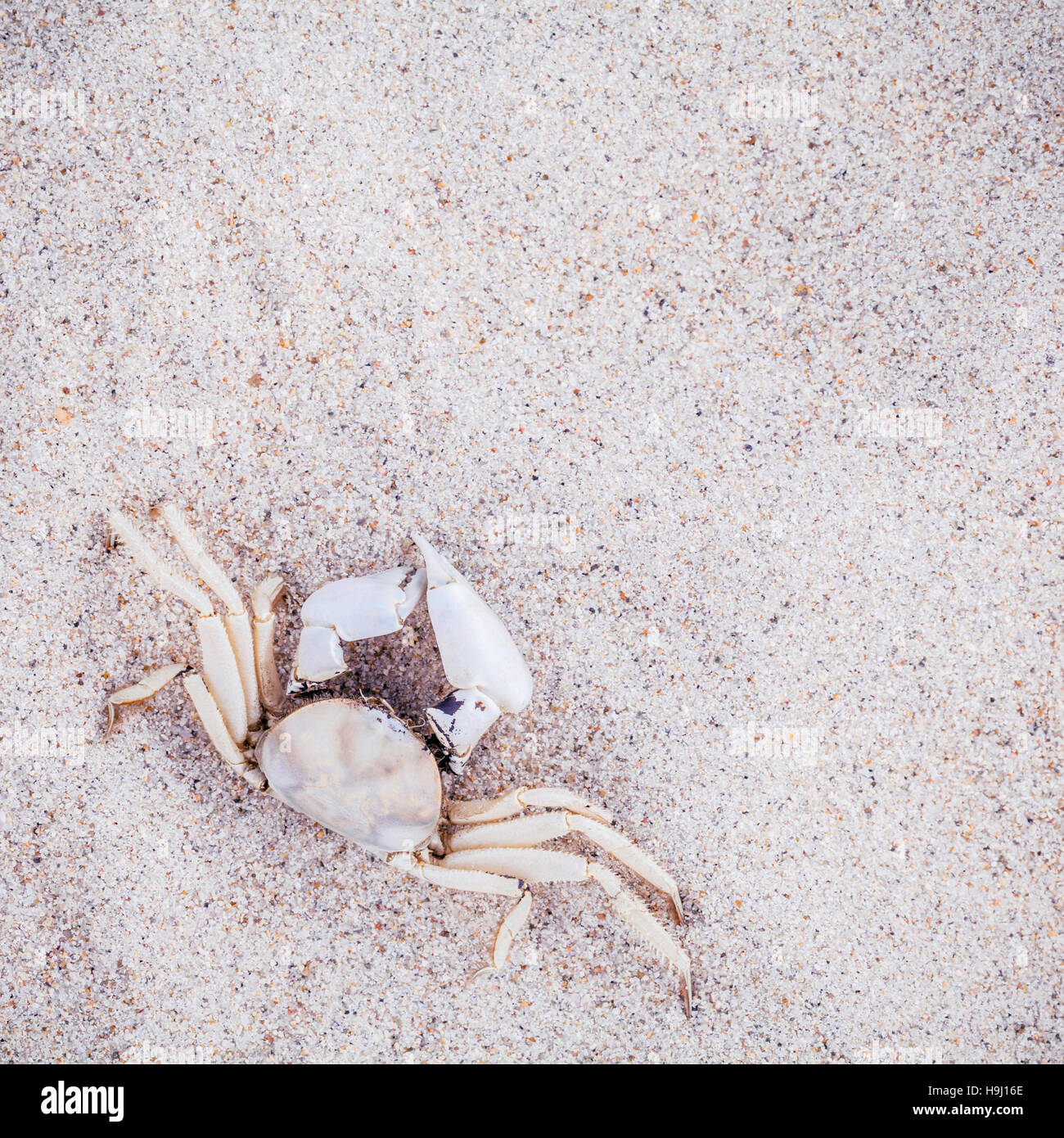 White Crab on beach sand for summer and beach concept. Studio sh Stock ...