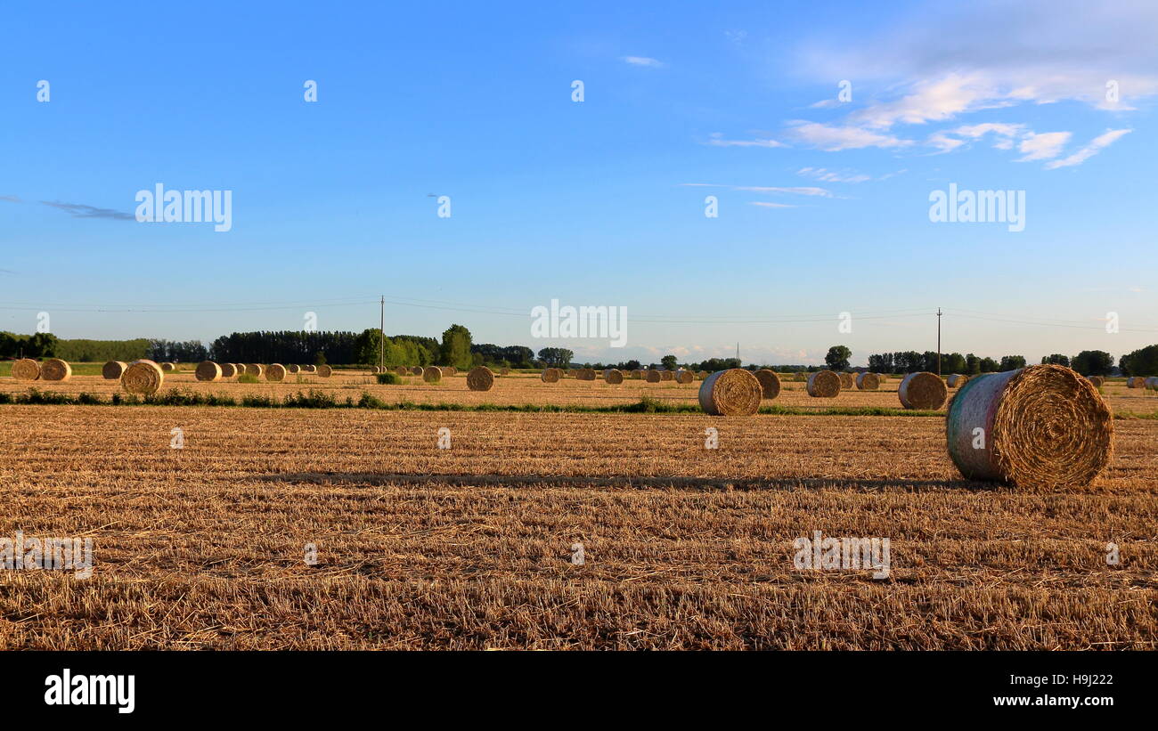 Field hay bales fall hi-res stock photography and images - Alamy