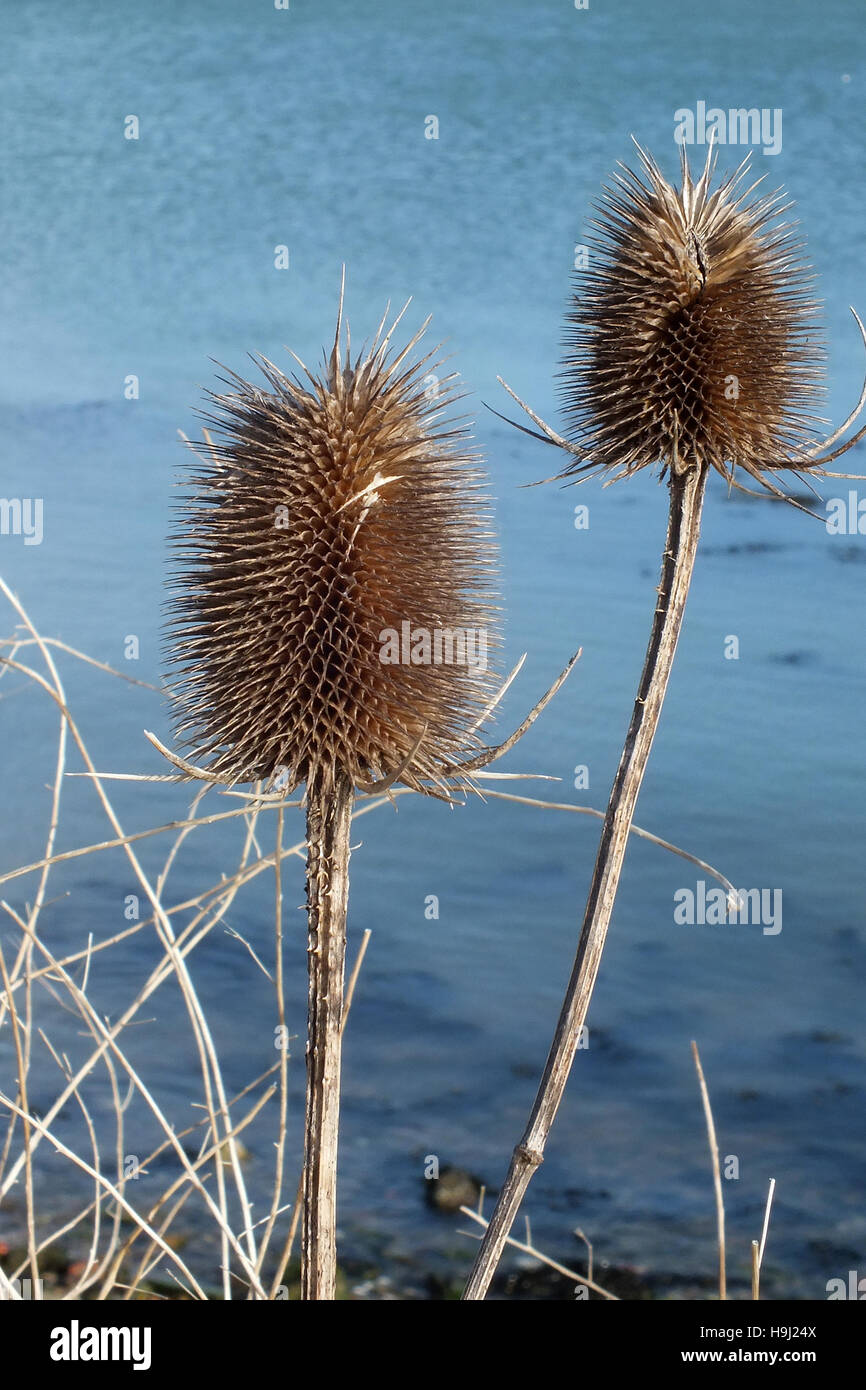 teasel in winter Stock Photo - Alamy