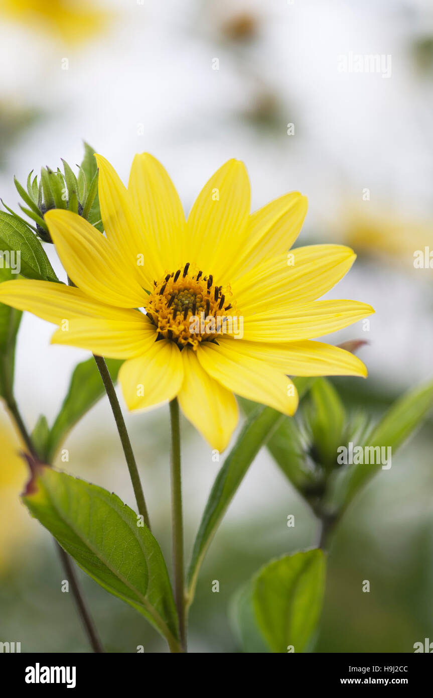 Helianthus lemon queen hi-res stock photography and images - Alamy