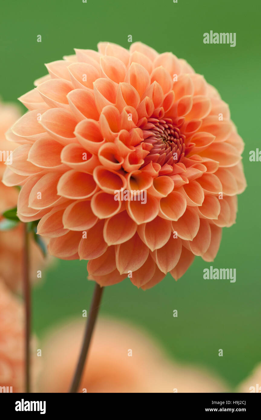 Naranga hi-res stock photography and images - Alamy