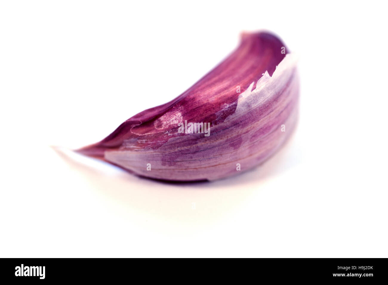 SINGLE GARLIC CLOVE ON WHITE BACKGROUND Stock Photo - Alamy