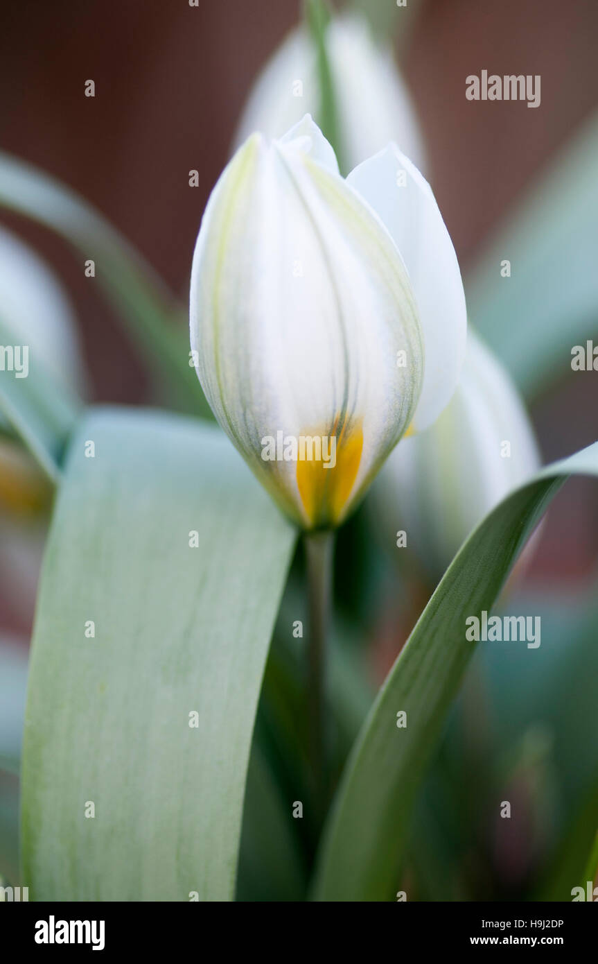 TULIPA BIFLORA IN BUD Stock Photo - Alamy
