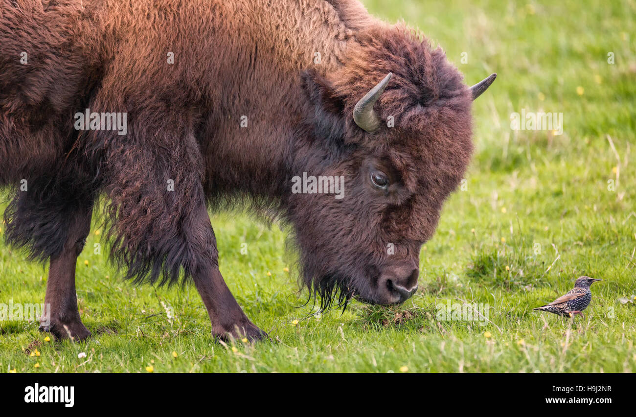 A single bison. Color image Stock Photo - Alamy