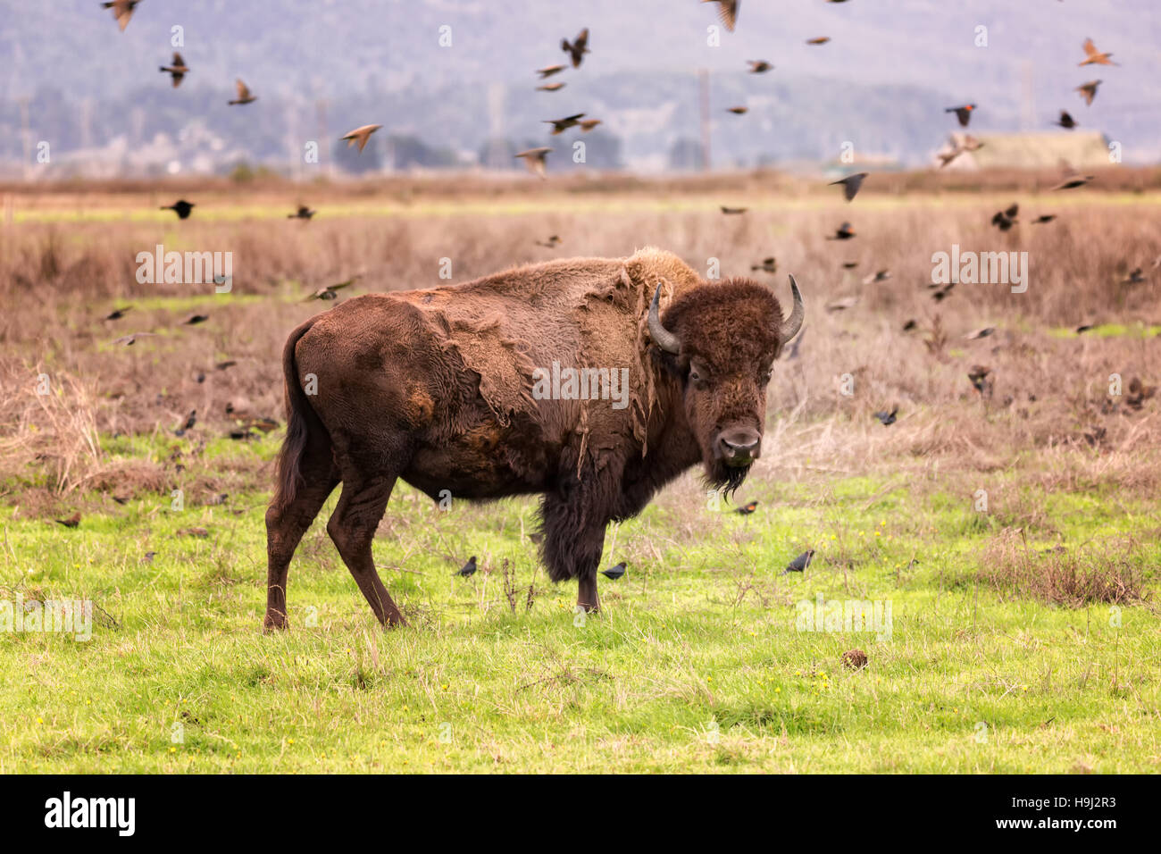 A single bison. Color image Stock Photo - Alamy