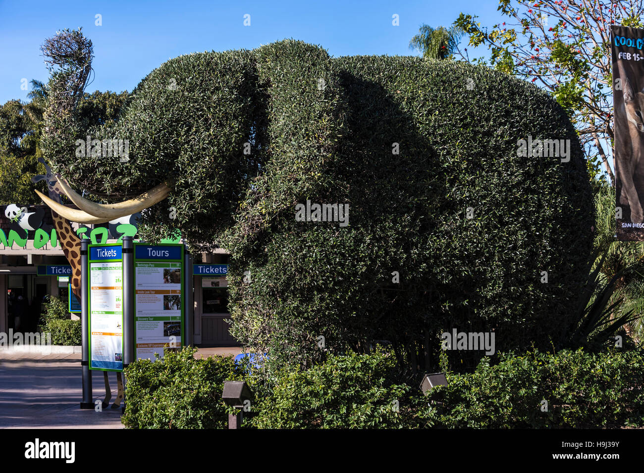 elephant jade of wire and ivy at san diego zoo Stock Photo - Alamy