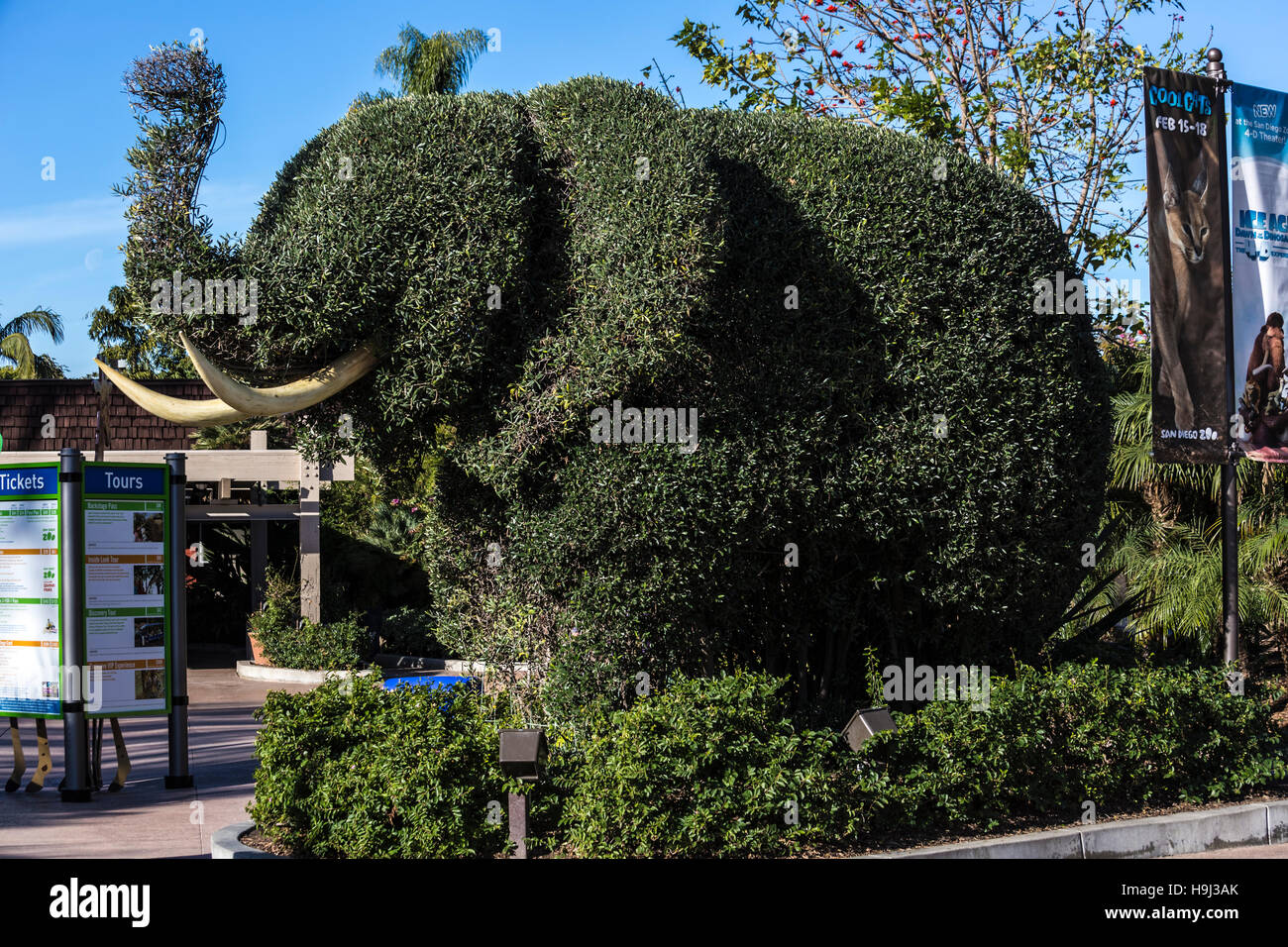 elephant jade of wire and ivy at san diego zoo Stock Photo - Alamy