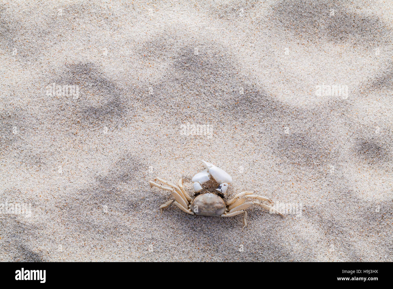 Sea shells,starfish and crab on beach sand for summer and beach Stock ...