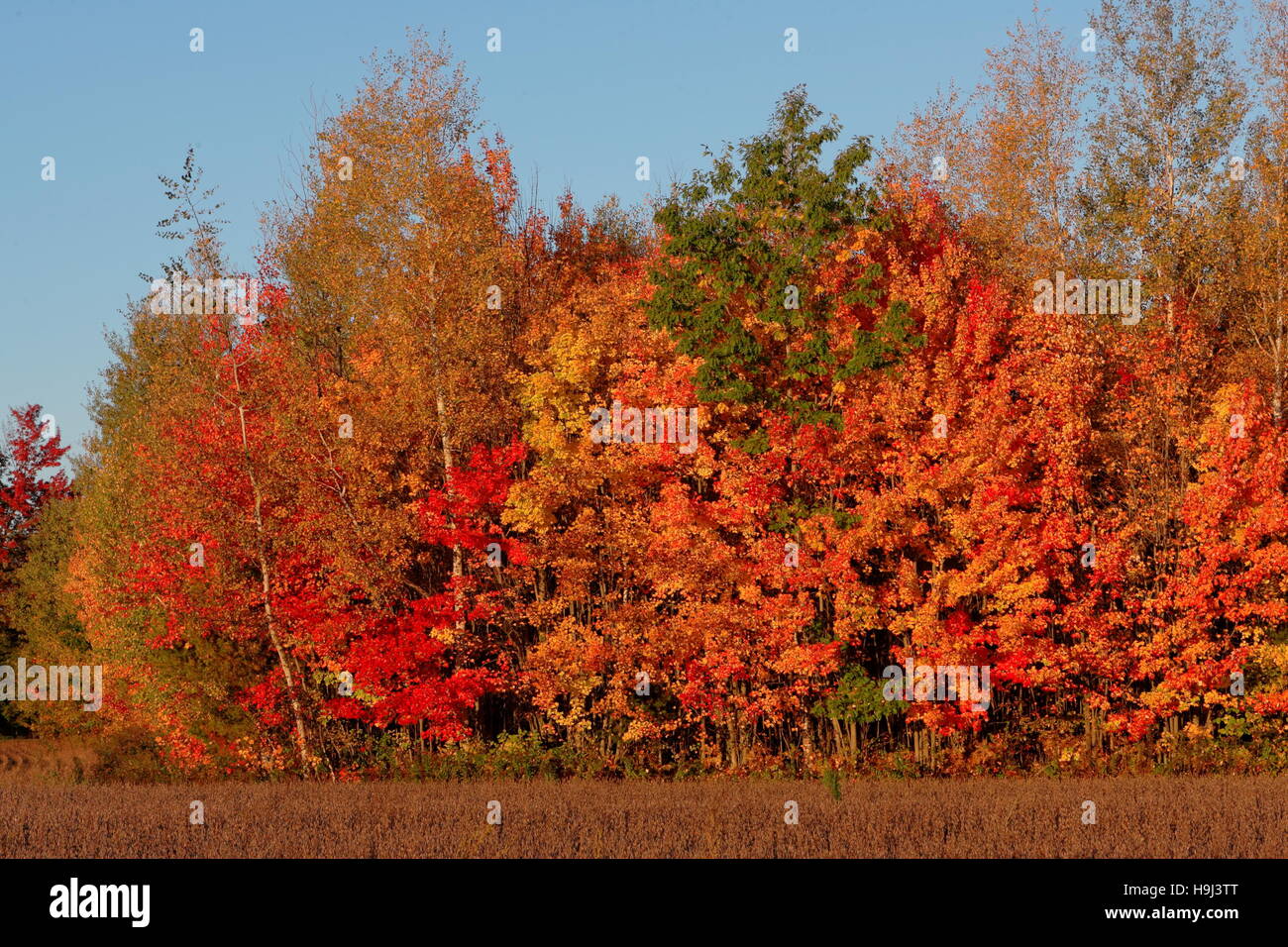 Fall foliage at the edge of a grain field Stock Photo - Alamy