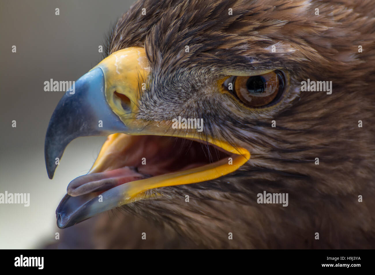 Close Up of Eagle Opening Beak Stock Photo - Alamy