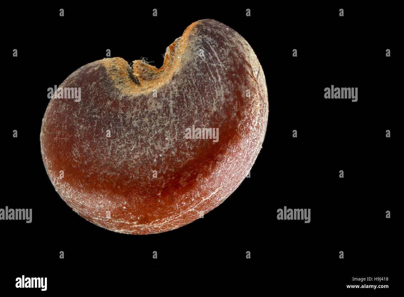 Althaea officinalis seed hi-res stock photography and images - Alamy